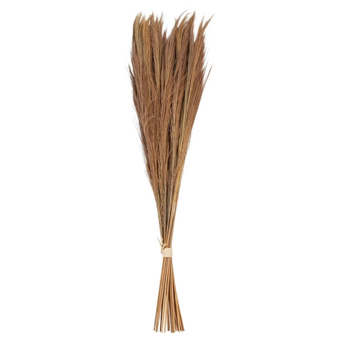 Dried Tiger Grass – Gather Boutique